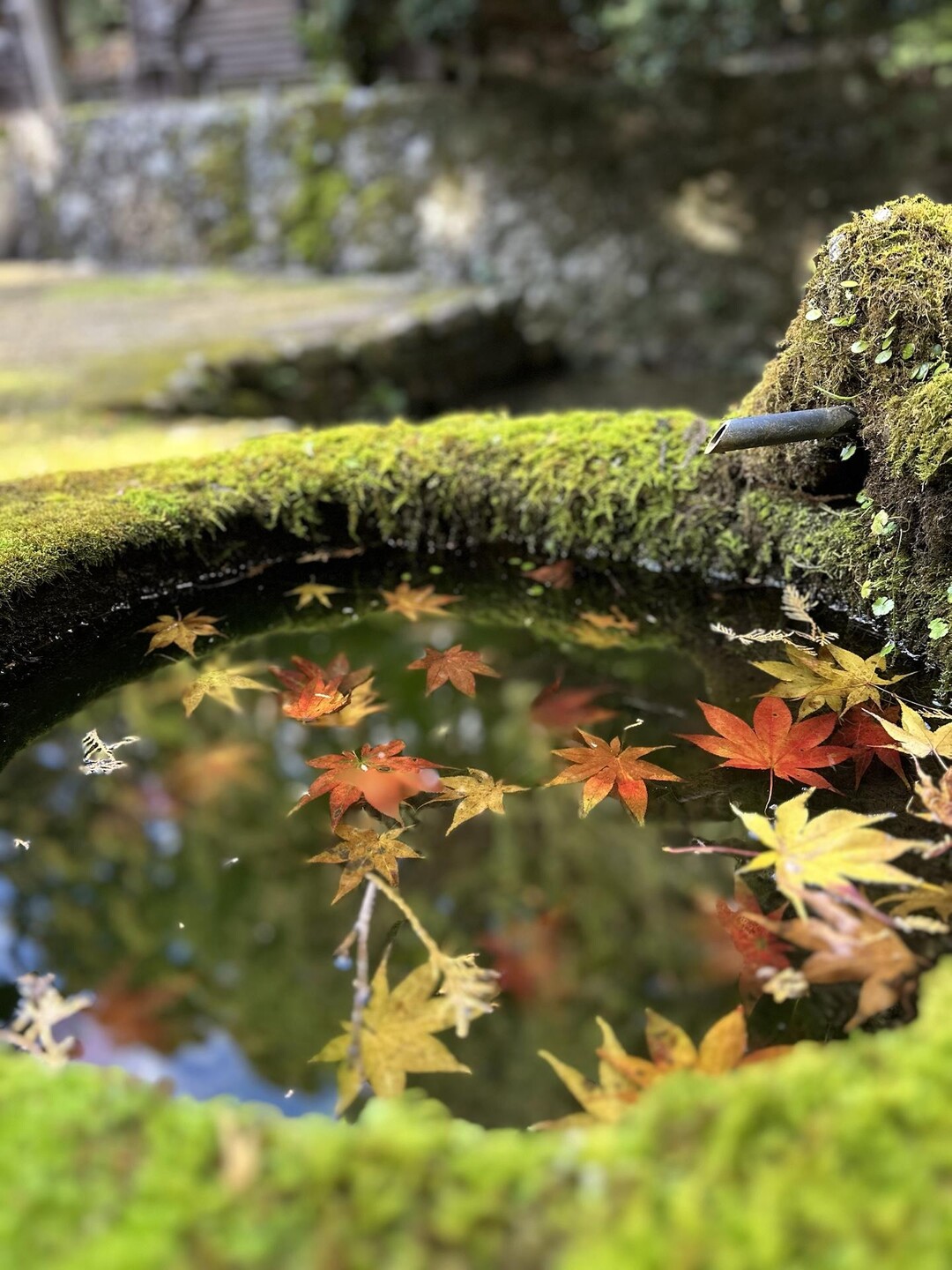 書写山 / もおくさんの書写山・伊勢山・とんがり山の活動データ | YAMAP / ヤマップ