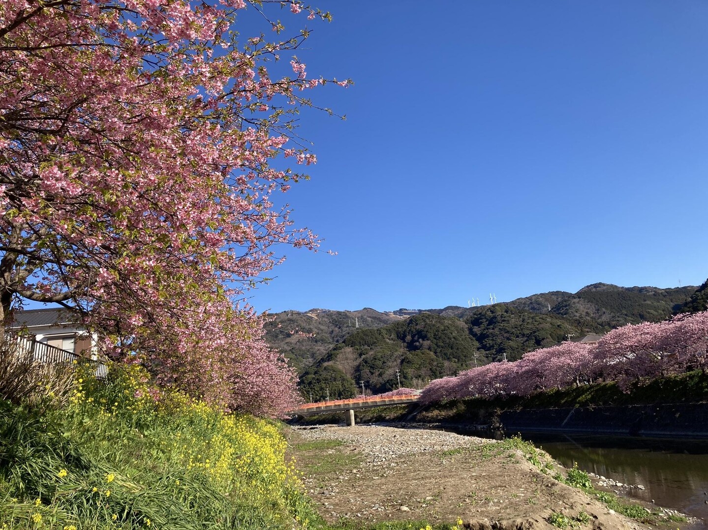 河津桜を見に行きました‼️ / こばたろうさんのモーメント | YAMAP / ヤマップ
