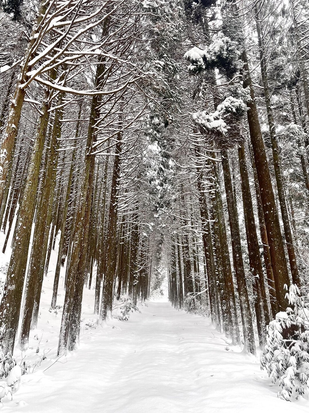 powder snow / Kei707さんのモーメント | YAMAP / ヤマップ