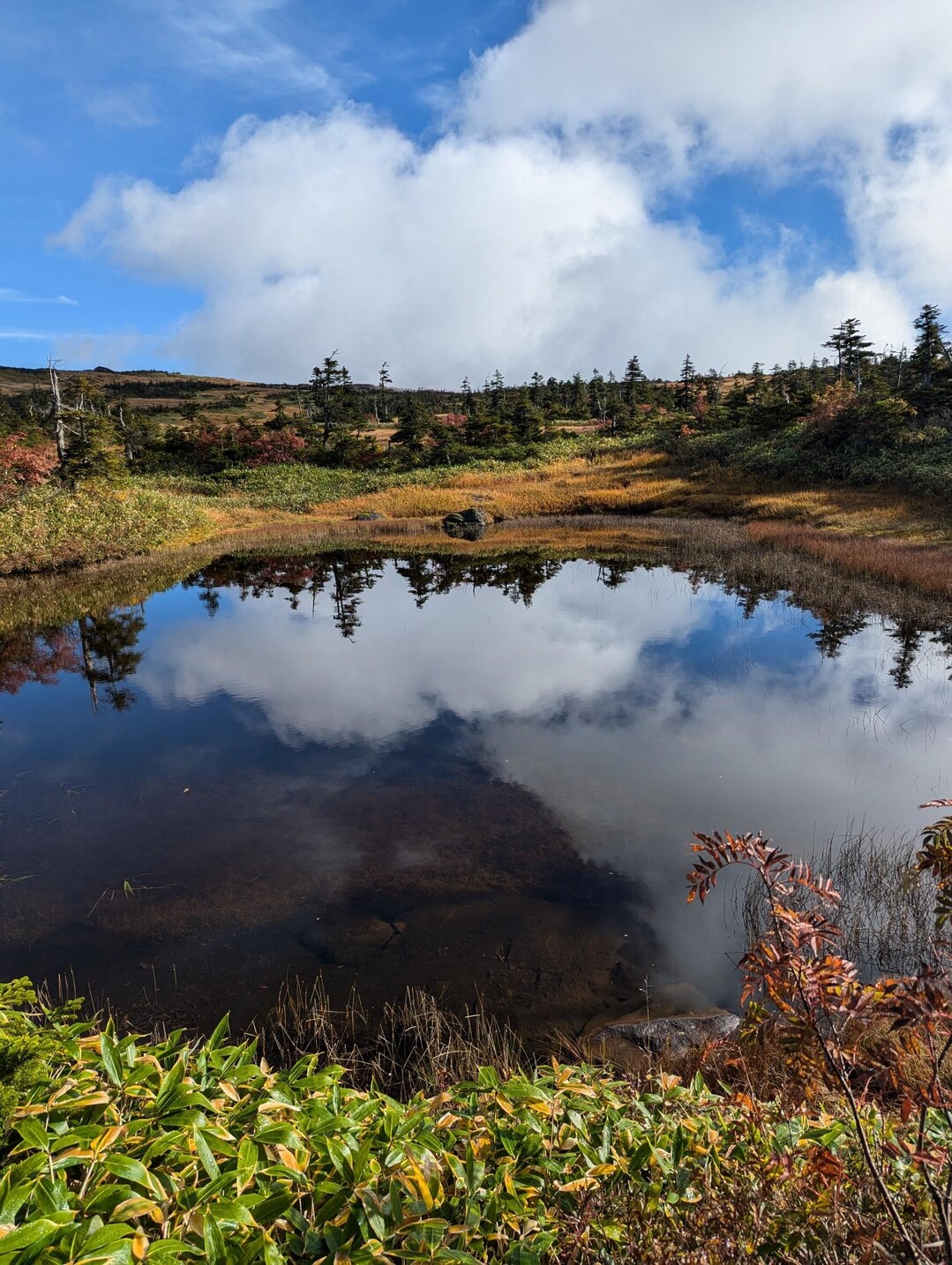苗場山🍁 天空の楽園😍 / wakaさんの苗場山・赤倉山・佐武流山の活動データ | YAMAP / ヤマップ