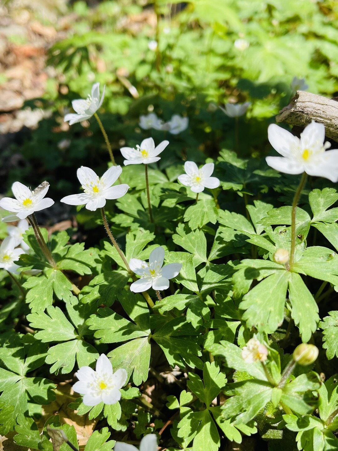 裏八溝🌼 / RABU・TENさんの八溝山・池ノ平の活動データ | YAMAP / ヤマップ