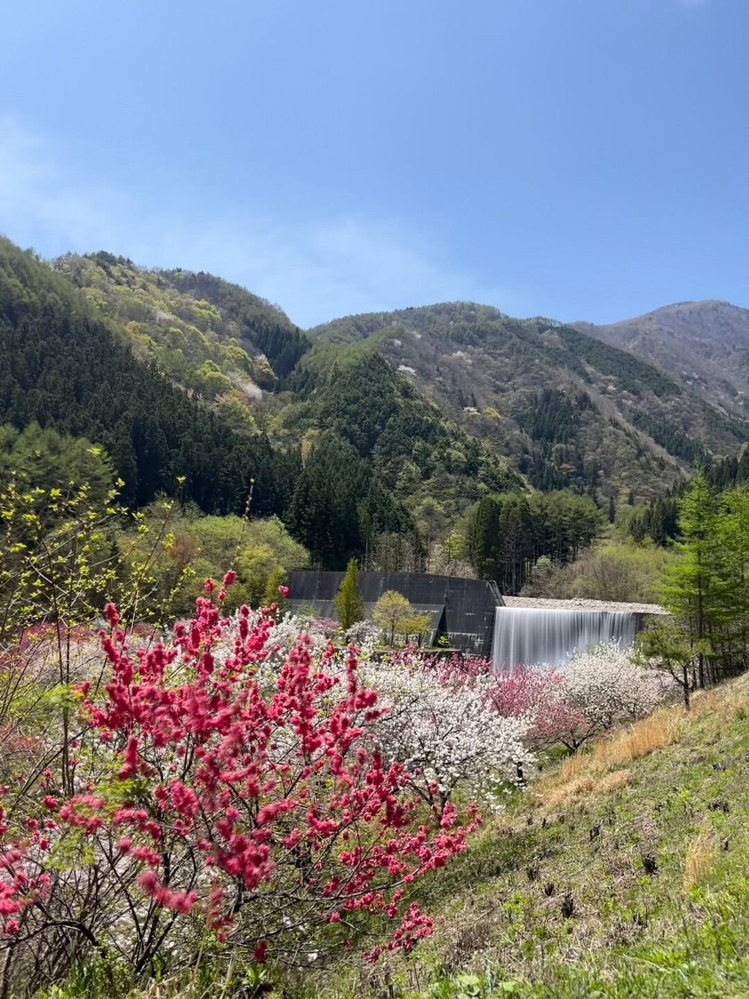 花桃 エ（恵）・ナ（那）・ジー / Knさんの恵那山・大判山・神坂山の活動日記 | YAMAP / ヤマップ