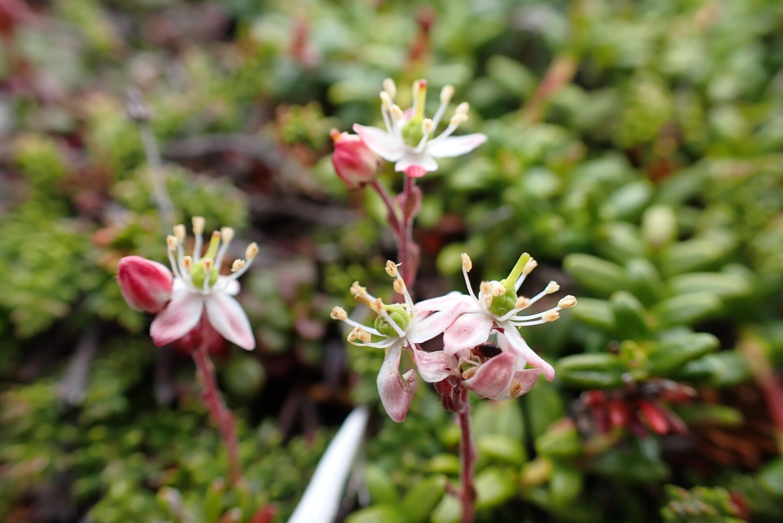 カムイミンタラ🌼🌺 花アルバム / andyさんの大雪山系・旭岳・トムラウシの活動データ | YAMAP / ヤマップ