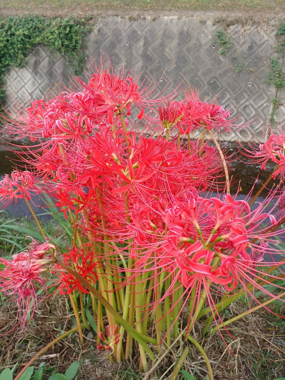 朝の散歩 30分 1.7km ながかっ... / わさびさんのモーメント | YAMAP / ヤマップ