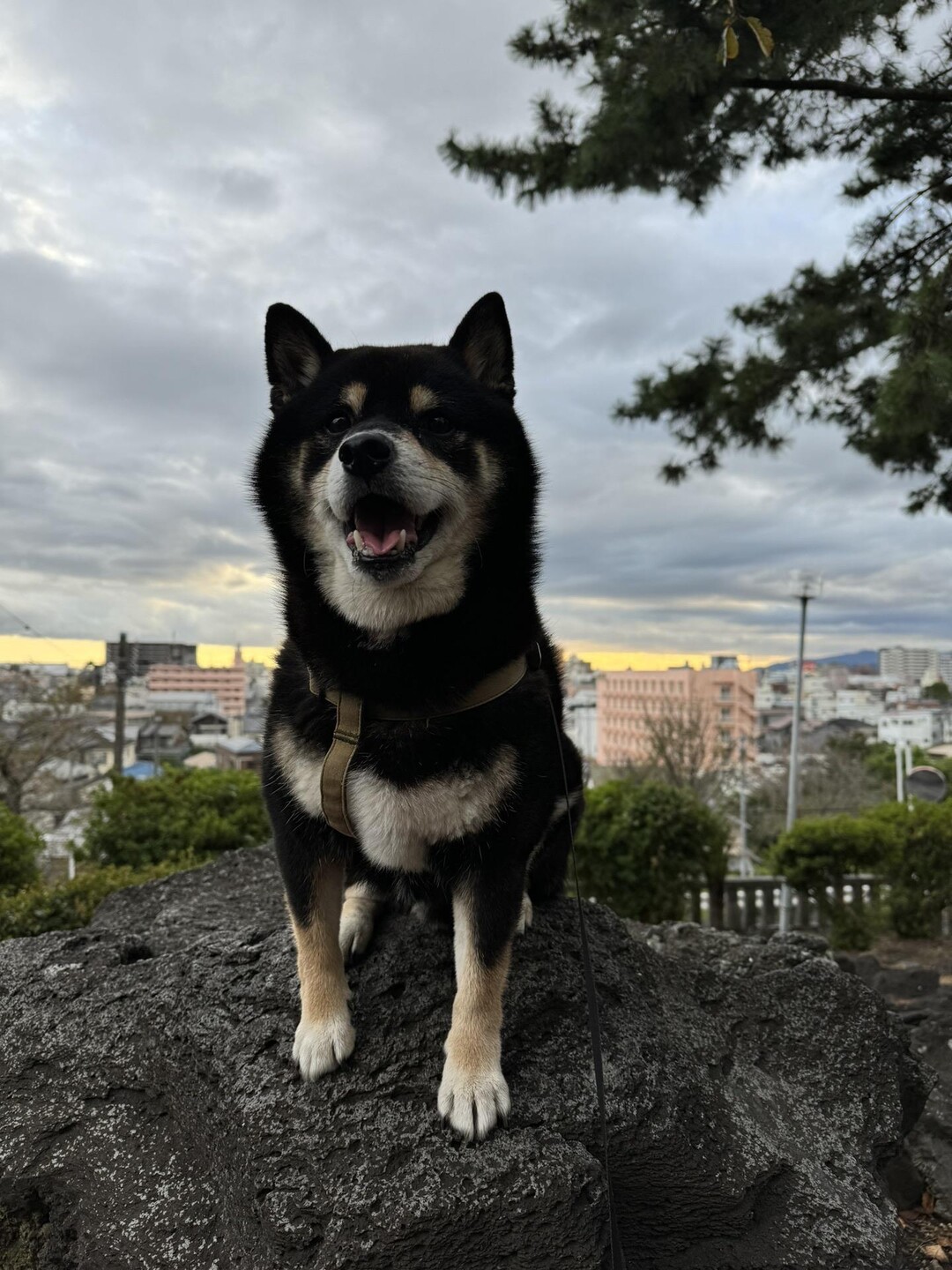 ワンコ散歩 吉原公園 / ta614さんのウォーキングの活動データ | YAMAP / ヤマップ
