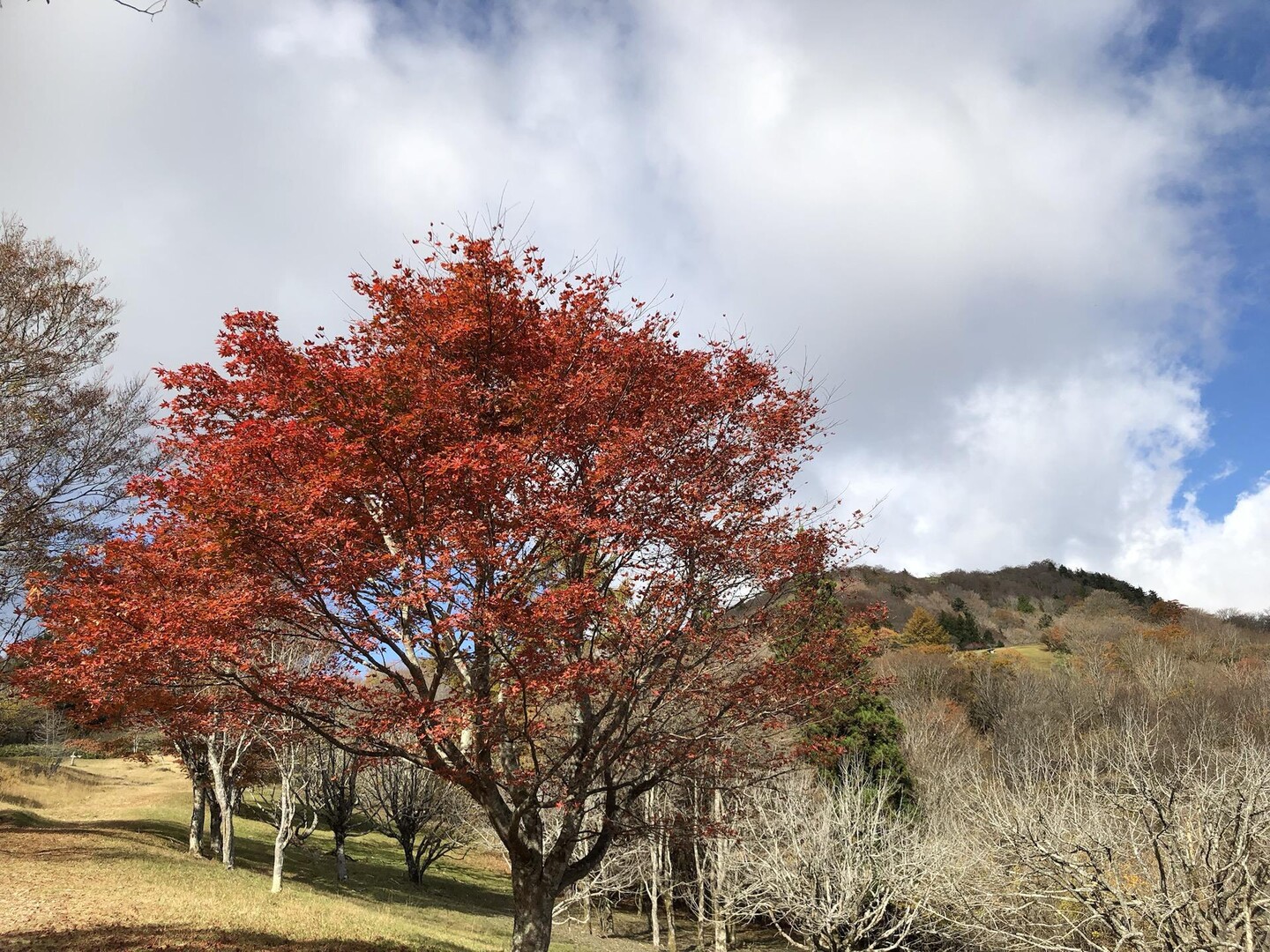 秋晴れにサクッと愛知の最高峰（茶臼山・萩太郎山) / n-matsuさんの茶臼山・萩太郎山の活動データ | YAMAP / ヤマップ