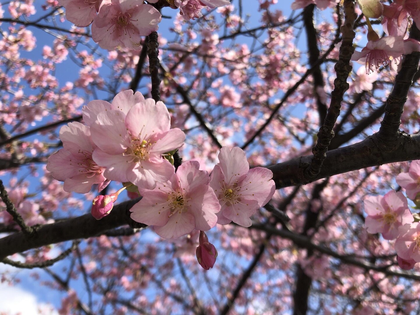 大塚山公園でちょい花活🌸 / 💖🐰Roco🐰💖さんの松江市の活動データ | YAMAP / ヤマップ