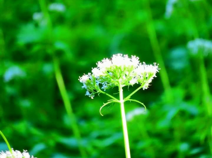 鹿の子草。 https://youtu.... / コックンさんのモーメント | YAMAP / ヤマップ