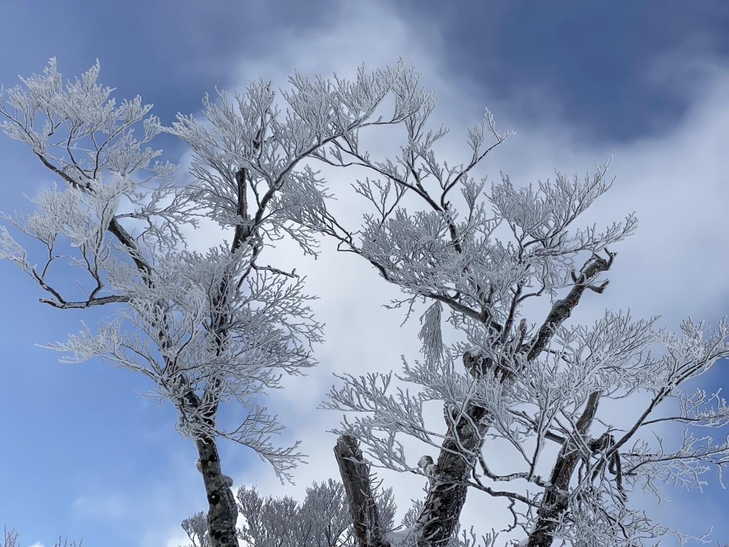 12/14 シーズンイン🏂️in流葉 ... / kana🐥さんのモーメント | YAMAP / ヤマップ