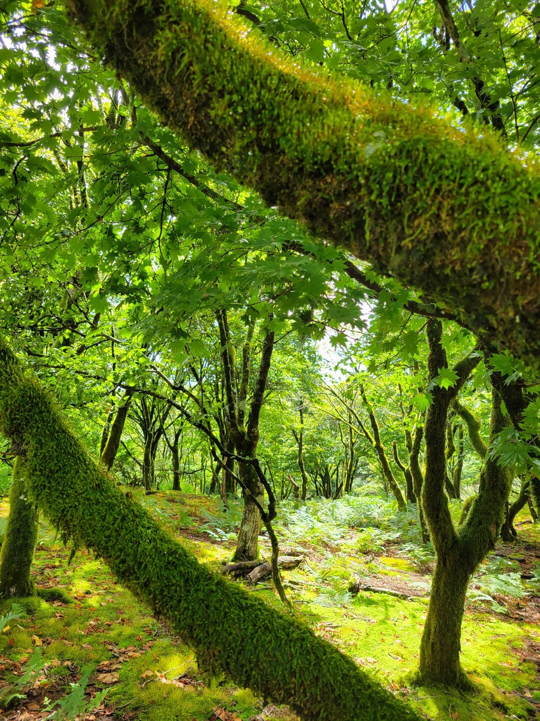 山友コラボ第2弾 鈴北岳～藤原岳 縦走 / Mr.マーブルさんの藤原岳・御池岳の活動データ | YAMAP / ヤマップ