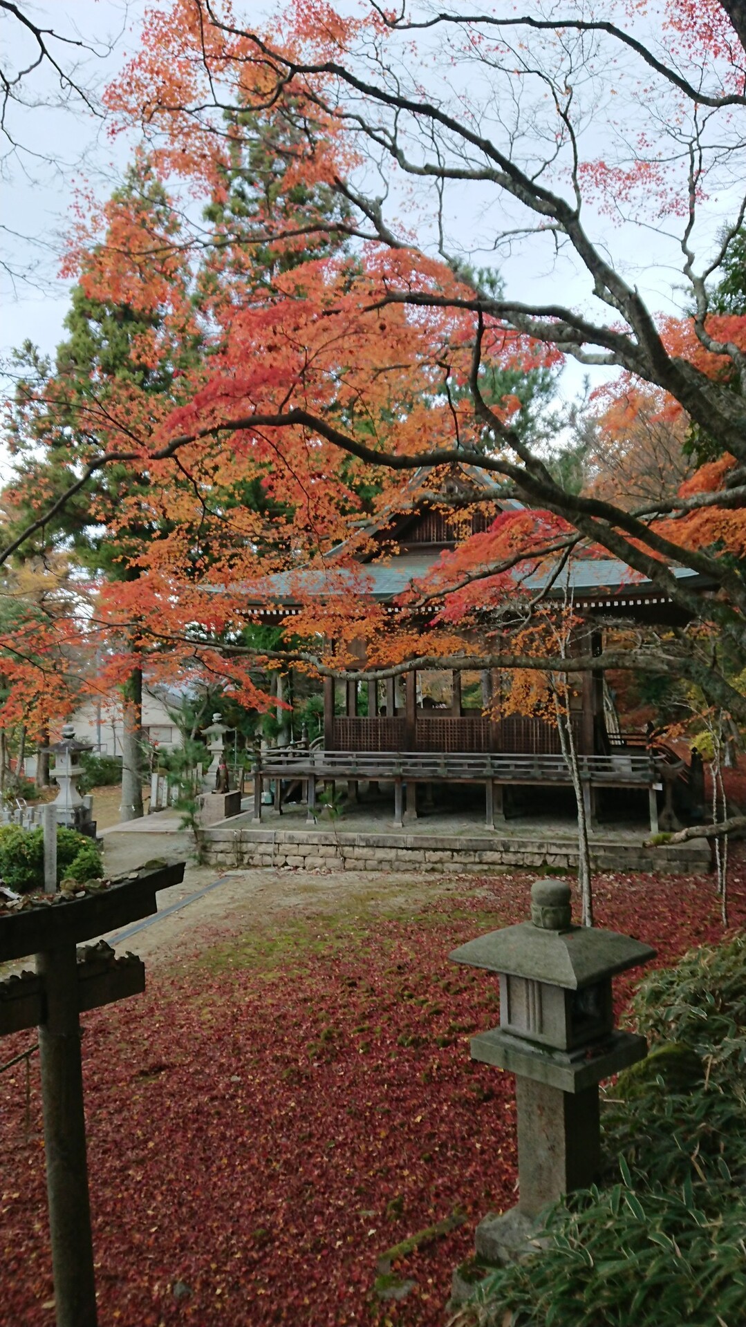 御影から六甲山頂、紅葉谷から有馬温泉 / ma-miさんの六甲山・長峰山・摩耶山の活動データ | YAMAP / ヤマップ