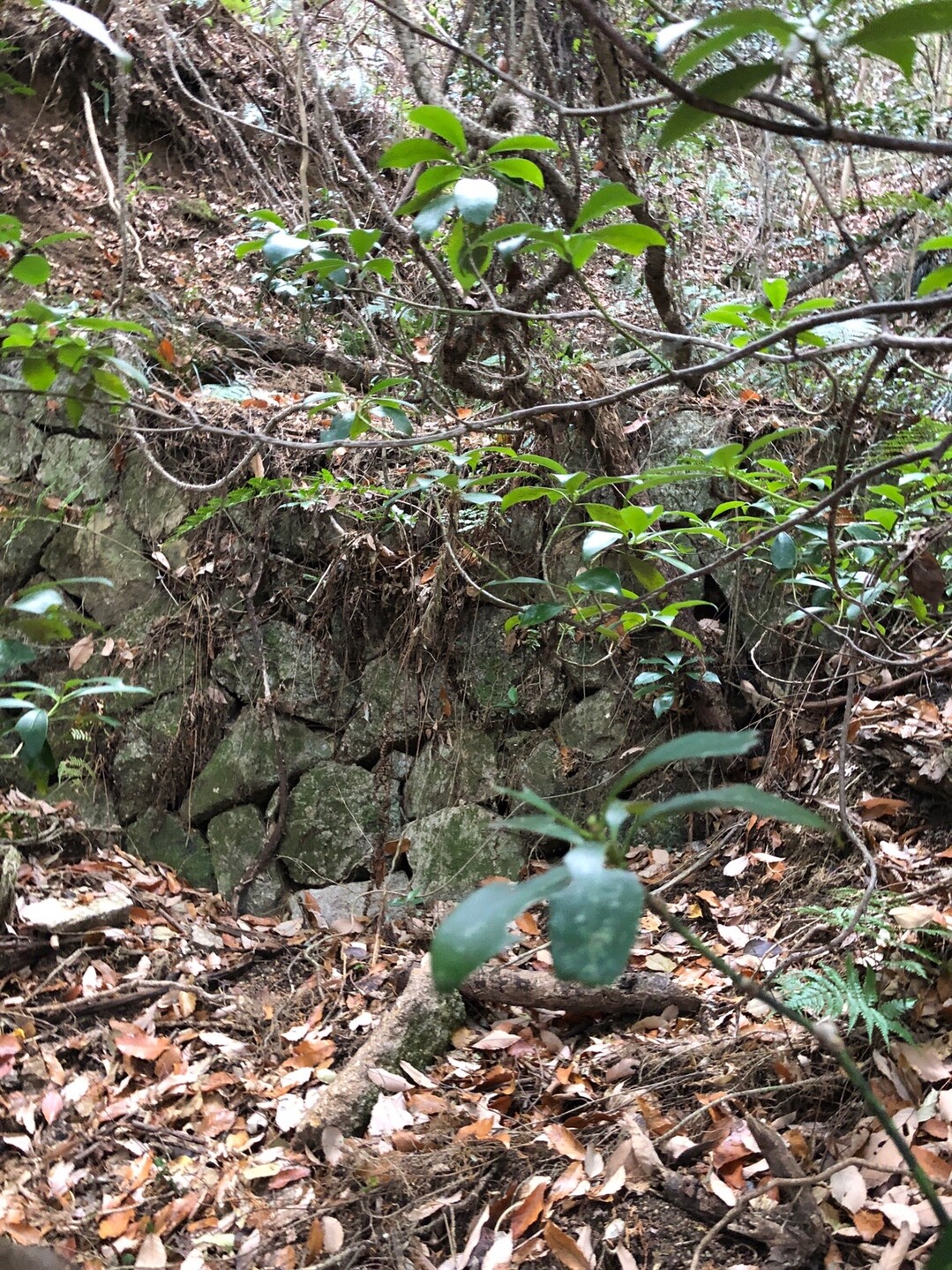 USHITA KEEP 200mチャレンジ / sadakenさんの牛田山・尾長山・二葉山の活動データ | YAMAP / ヤマップ