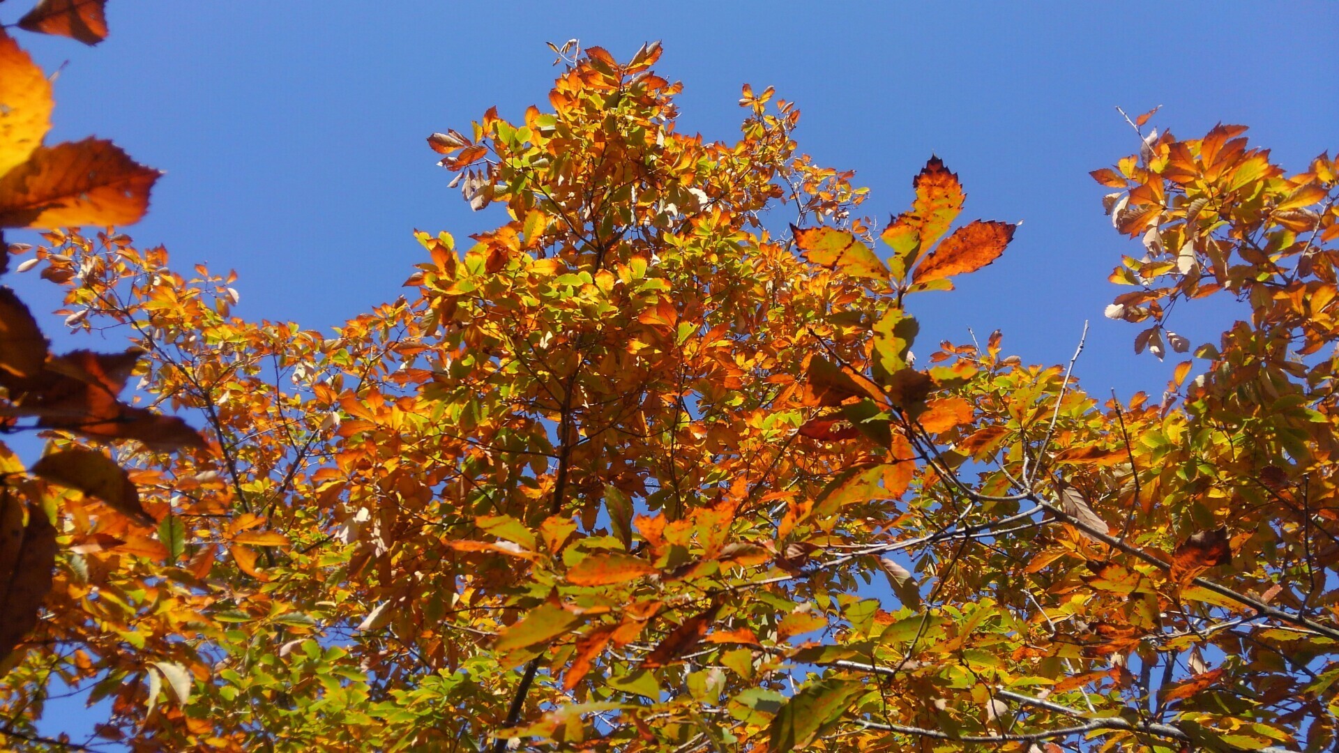 久しぶりの😃 ⤴加西アルプス😆🎵🎵 / 赤い車P2さんの加西アルプス・笠松山・善防山の活動データ | YAMAP / ヤマップ