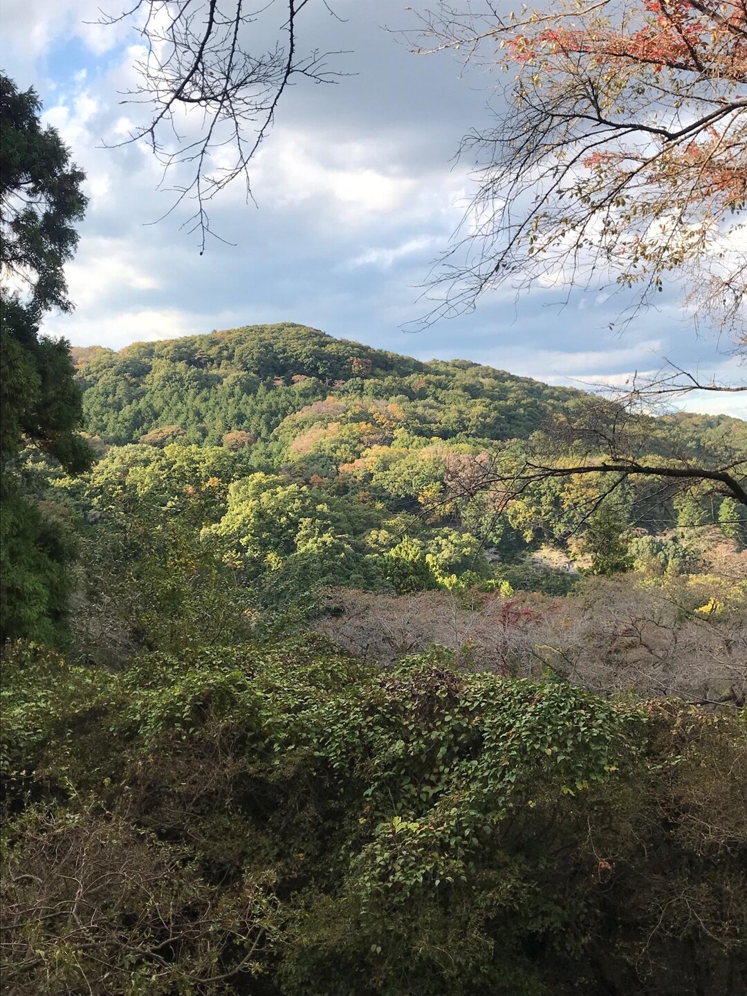里山もなかなか良いものです😊 / yumiさんのウォーキングの活動データ | YAMAP / ヤマップ