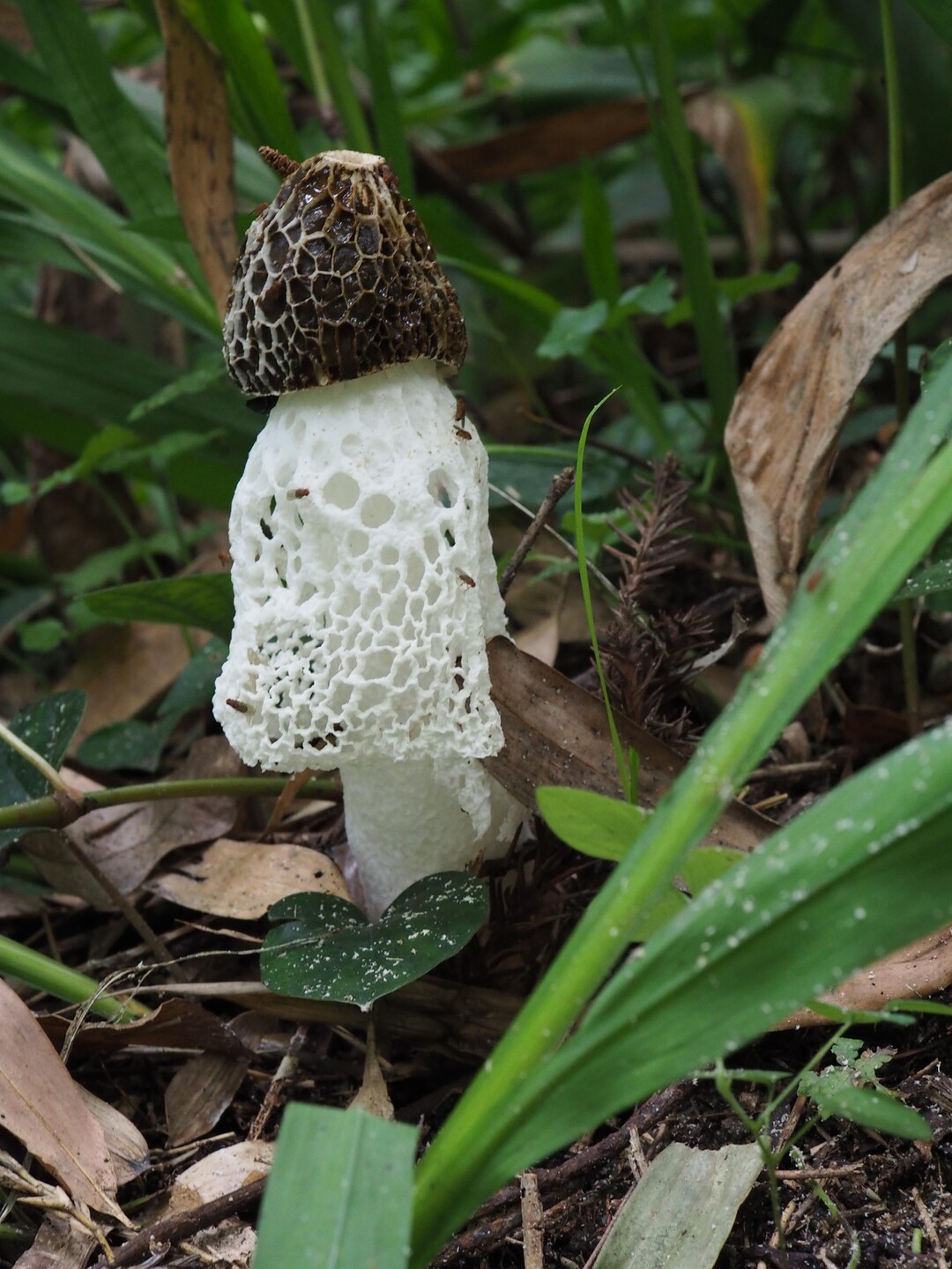 許斐山のキヌガサタケ / kojiさんの許斐山の活動データ | YAMAP / ヤマップ