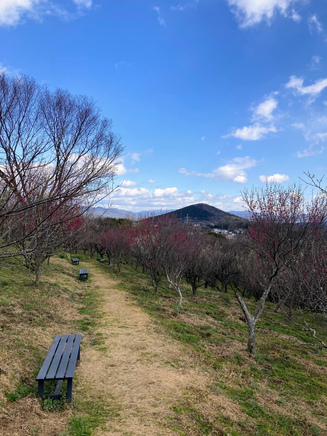 梅を見に雌岡山へ☺️ / bin0724さんの雄岡山・雌岡山の活動データ | YAMAP / ヤマップ
