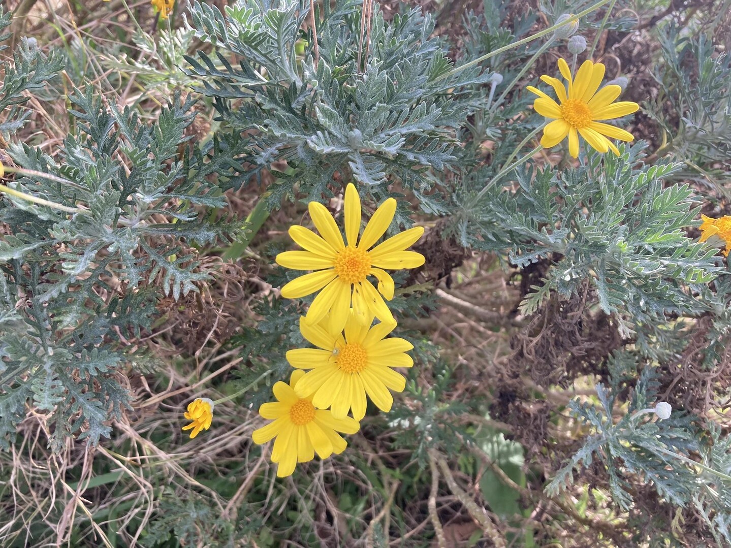 植物記録3 / Suyamaさんのモーメント | YAMAP / ヤマップ