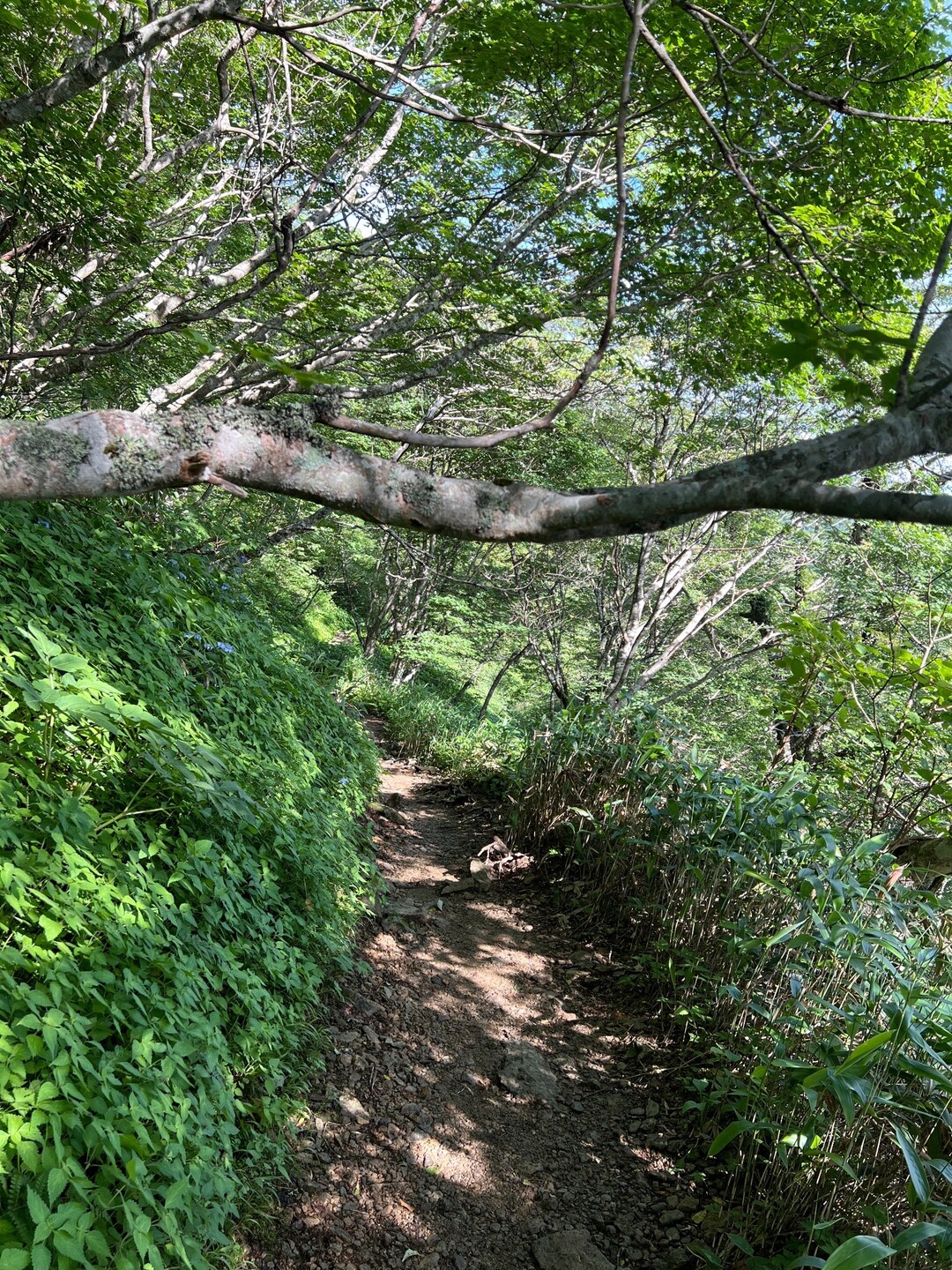 フミさんの投稿したフィールドメモ | YAMAP / ヤマップ