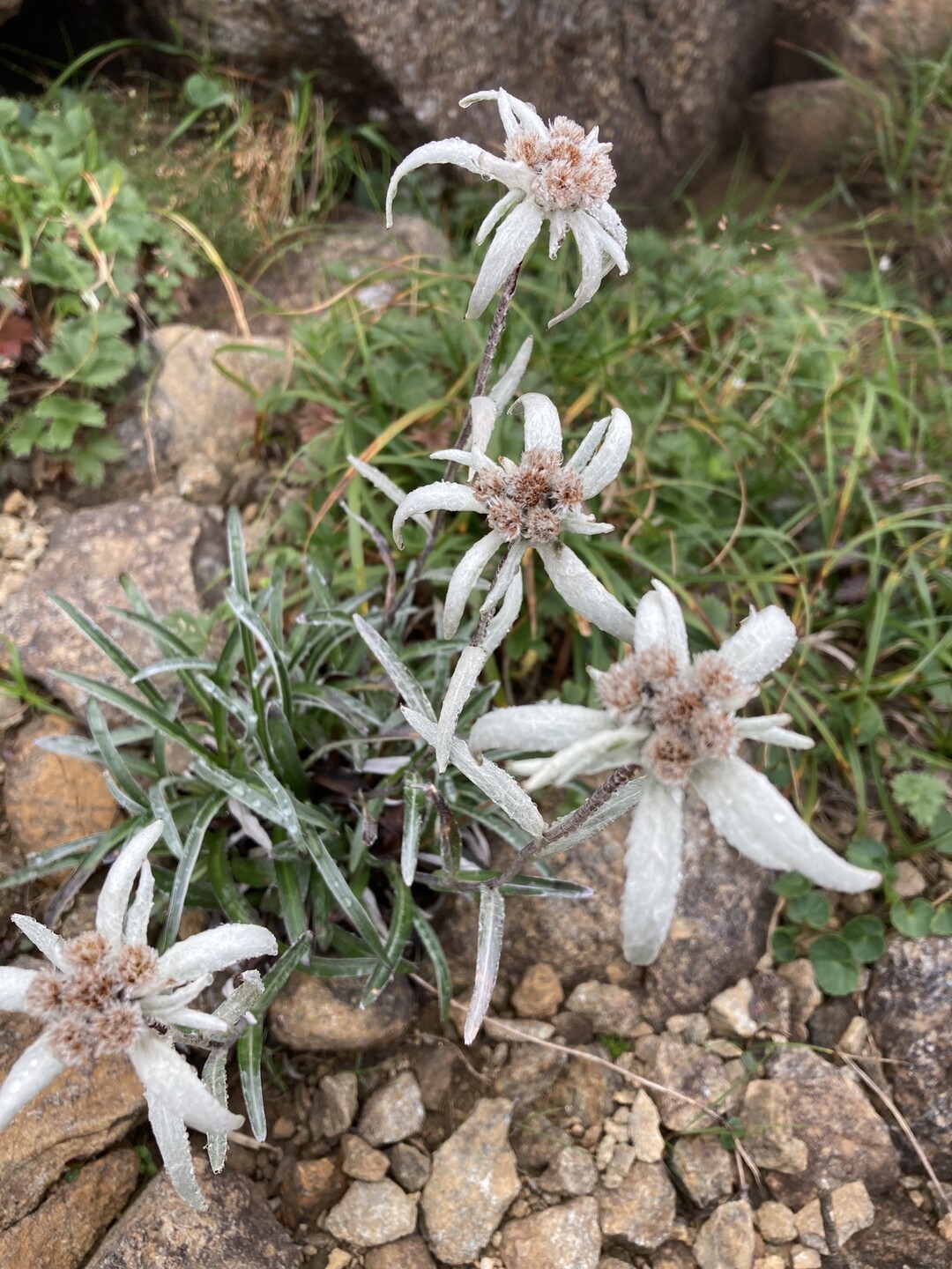 2022.8.8 🌺早池峰山の花々... / ささっぴさんのモーメント | YAMAP / ヤマップ