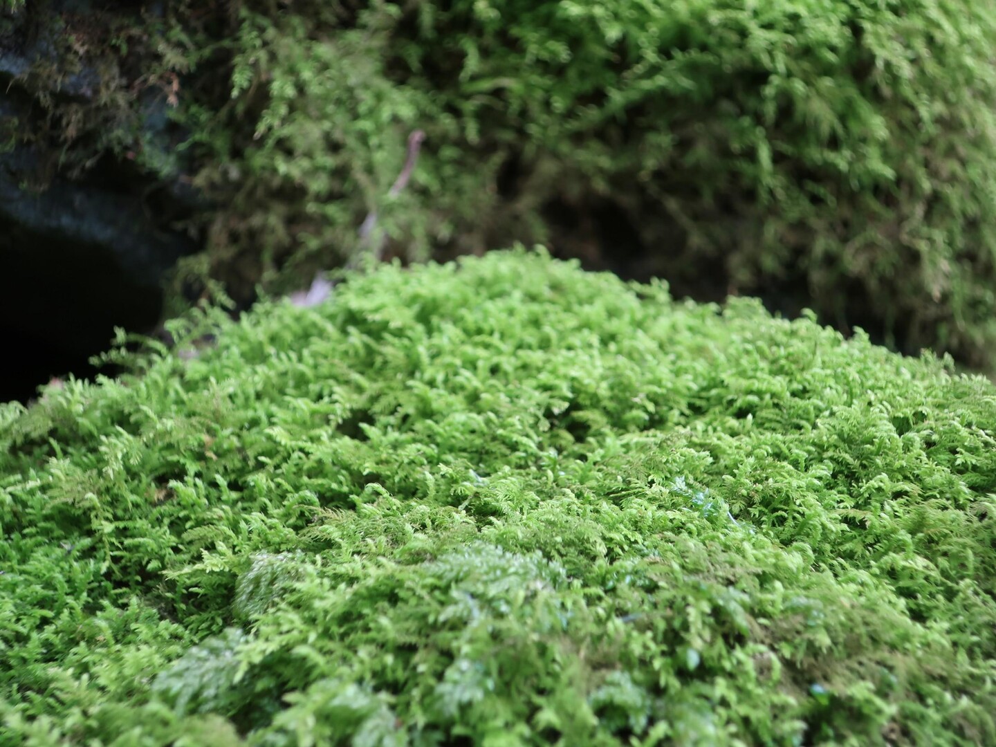 弥箇岳（国東60座No3） / マッチ009さんの六郷満山（国東半島）の活動データ | YAMAP / ヤマップ