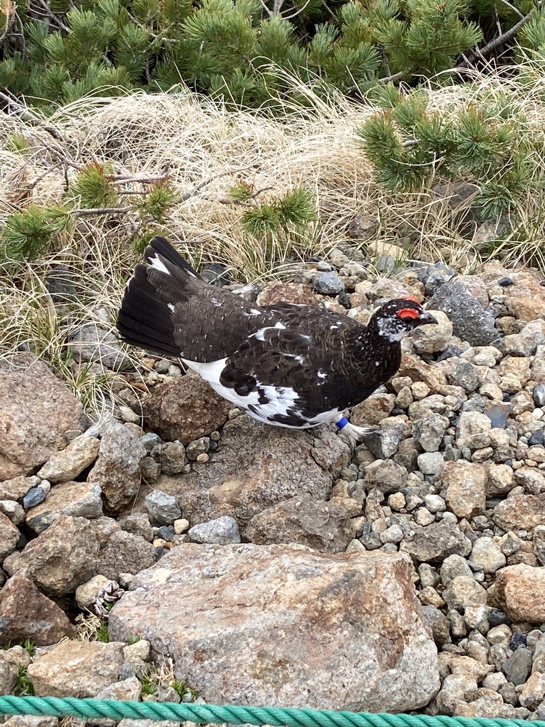 乗鞍岳（剣ヶ峰） / matsu_kさんの乗鞍岳の活動データ | YAMAP / ヤマップ