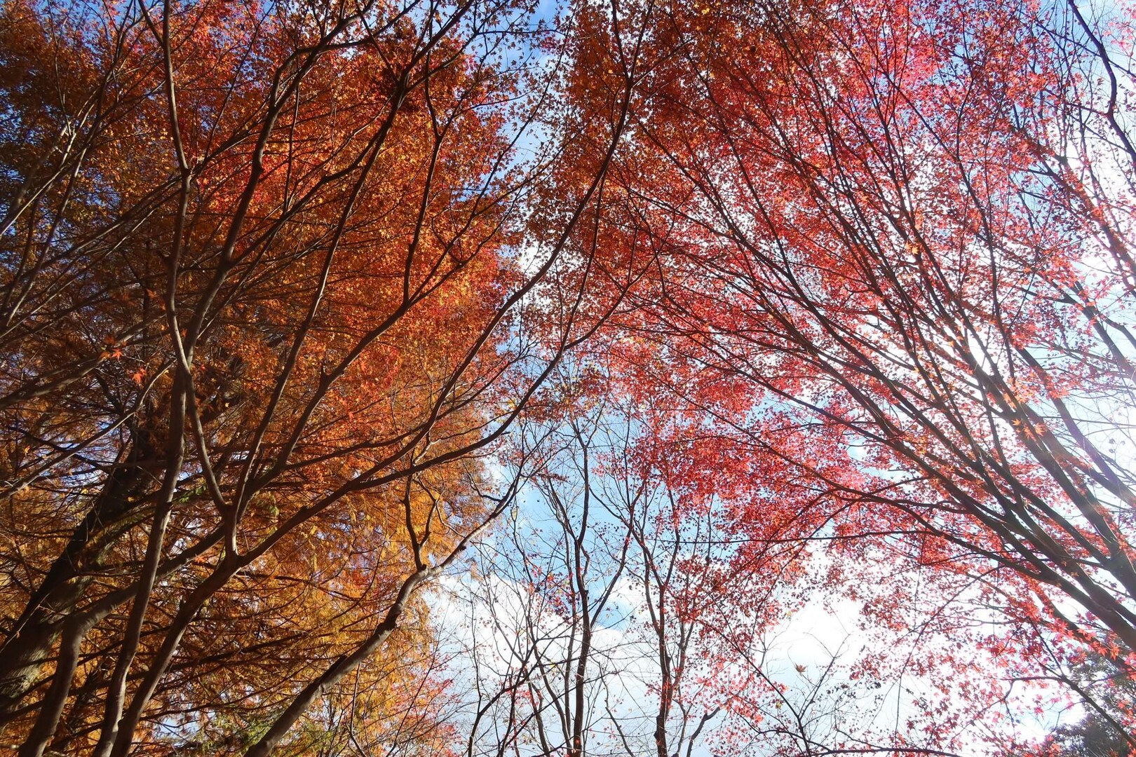 四王寺の紅葉🍁 / yossyさんの四王寺山・大城山・大原山の活動データ | YAMAP / ヤマップ