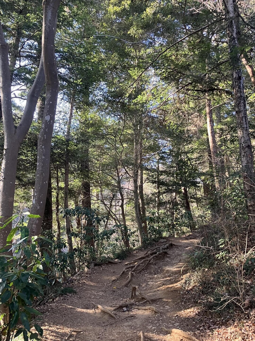 高尾山🌀2登頂21k / 高尾人さんの高尾山・陣馬山・景信山の活動日記 | YAMAP / ヤマップ