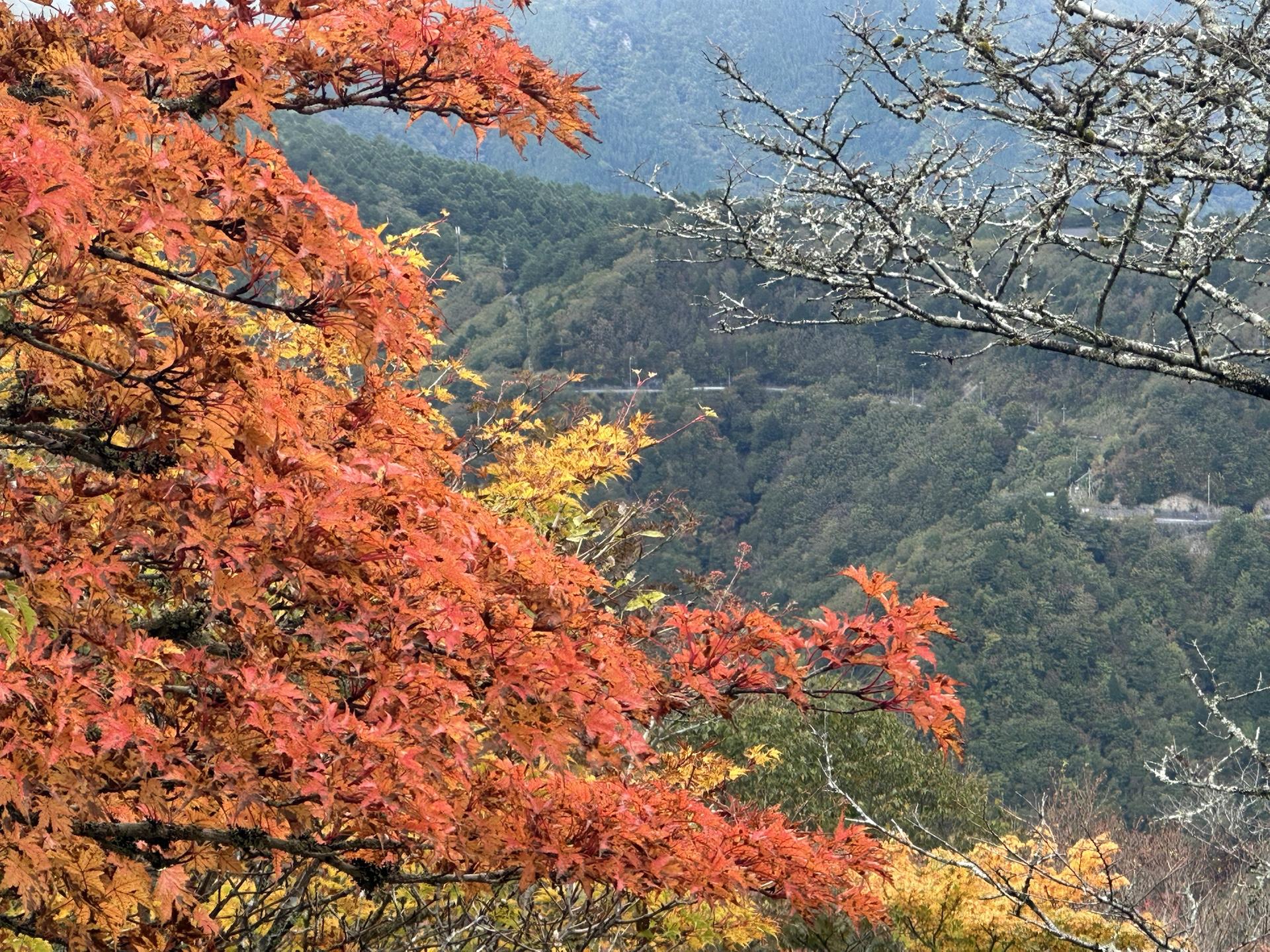 剣山・二ノ森 連休やのに雨って☔️なんなん😭やった日 / boziiさんの剣山の活動データ | YAMAP / ヤマップ