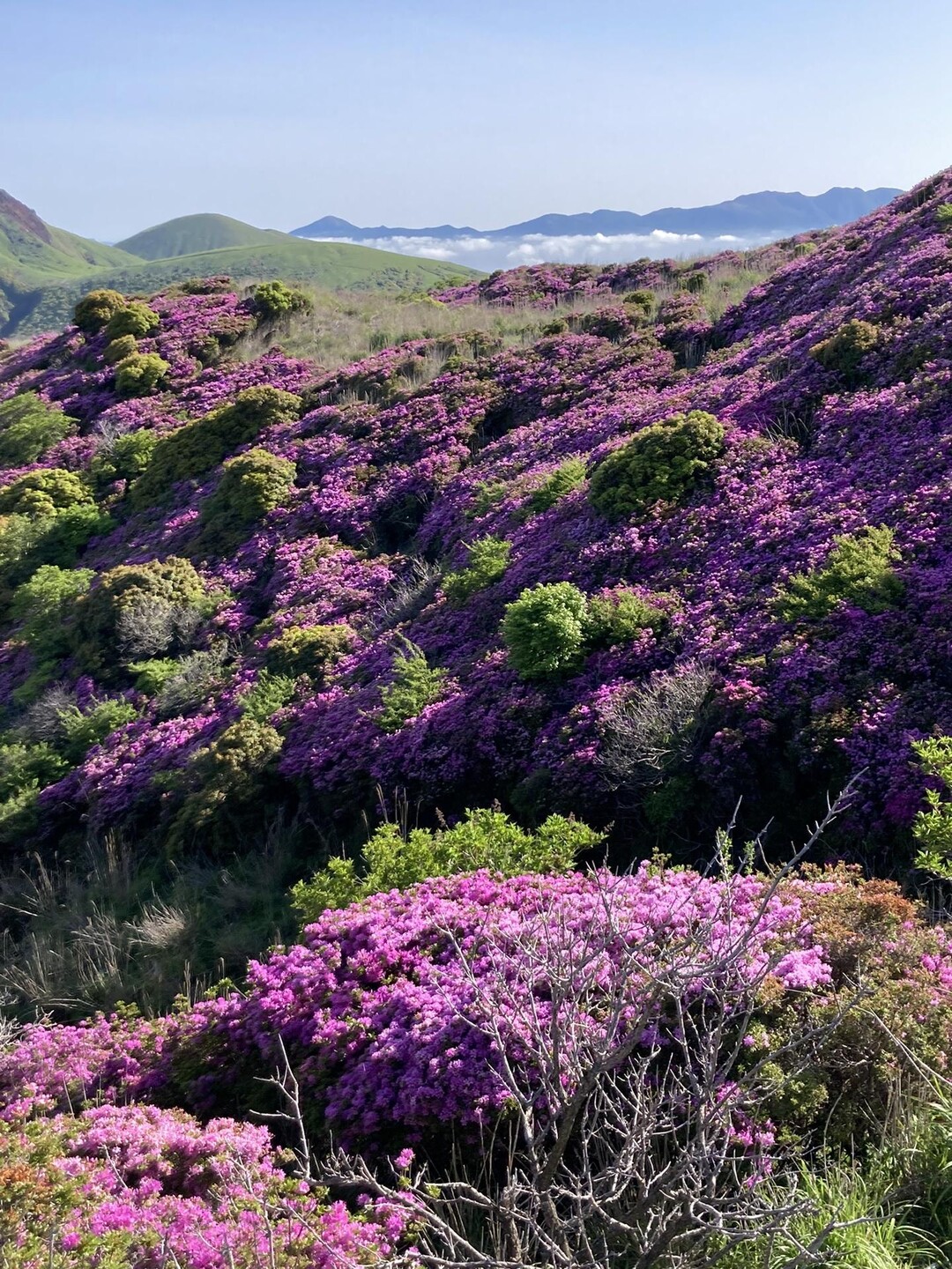 ミヤマキリシマを求めて ️ 烏帽子岳・駒立山・杵島岳 / Shuuさんの阿蘇山・高岳・根子岳の活動データ | YAMAP / ヤマップ