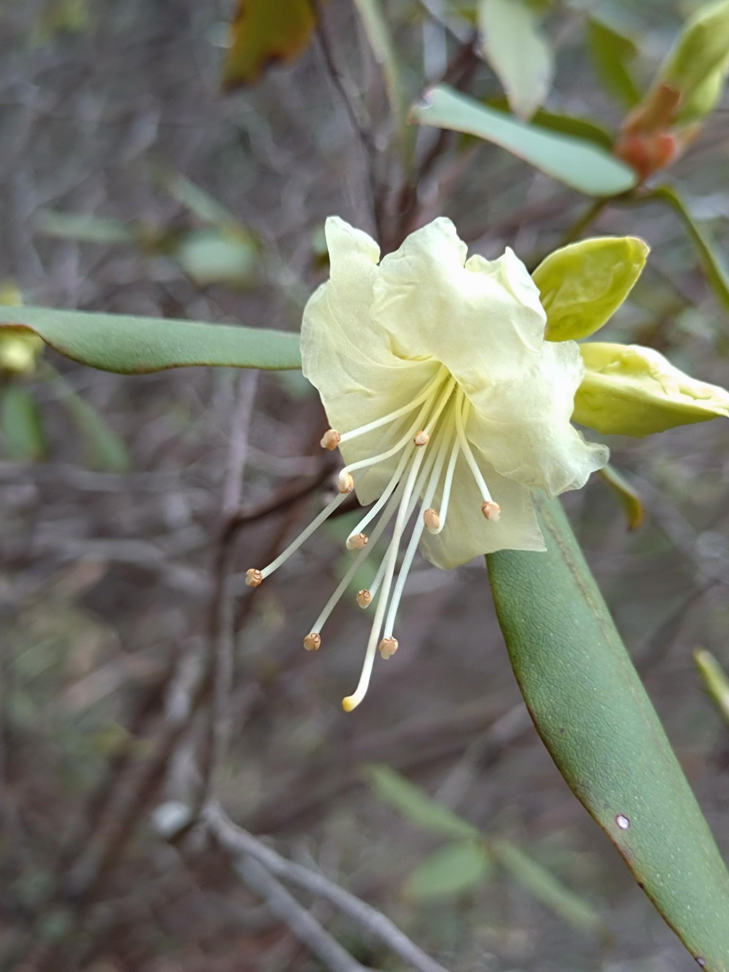 六甲花山歩 part2 ハードバリの尾根... / 芋兄ちゃんさんのモーメント | YAMAP / ヤマップ