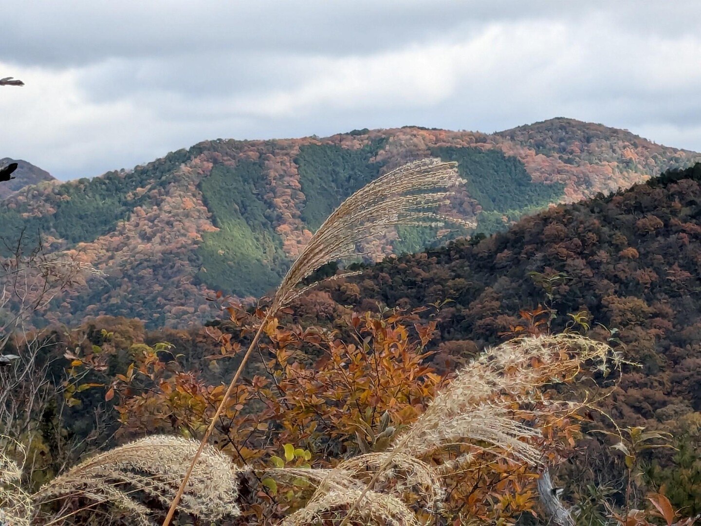 淡路ヶ峠‐宝ヶ峯‐倉谷山‐登山-2024-12-15 / Koro助さんの淡路ヶ峠・芝ヶ峠・倉谷山の活動データ | YAMAP / ヤマップ