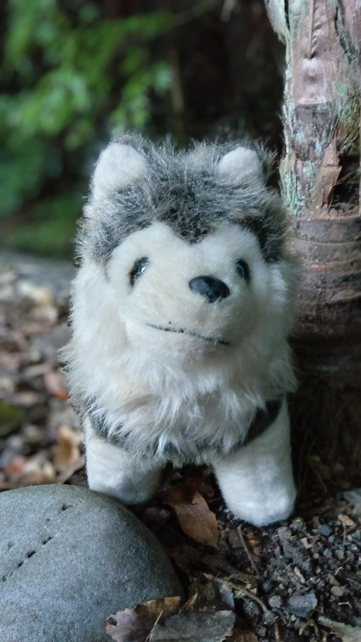 岩戸駐車場で伝説の御主人を待つ忠犬ハチ公... / コーギーさんのモーメント | YAMAP / ヤマップ