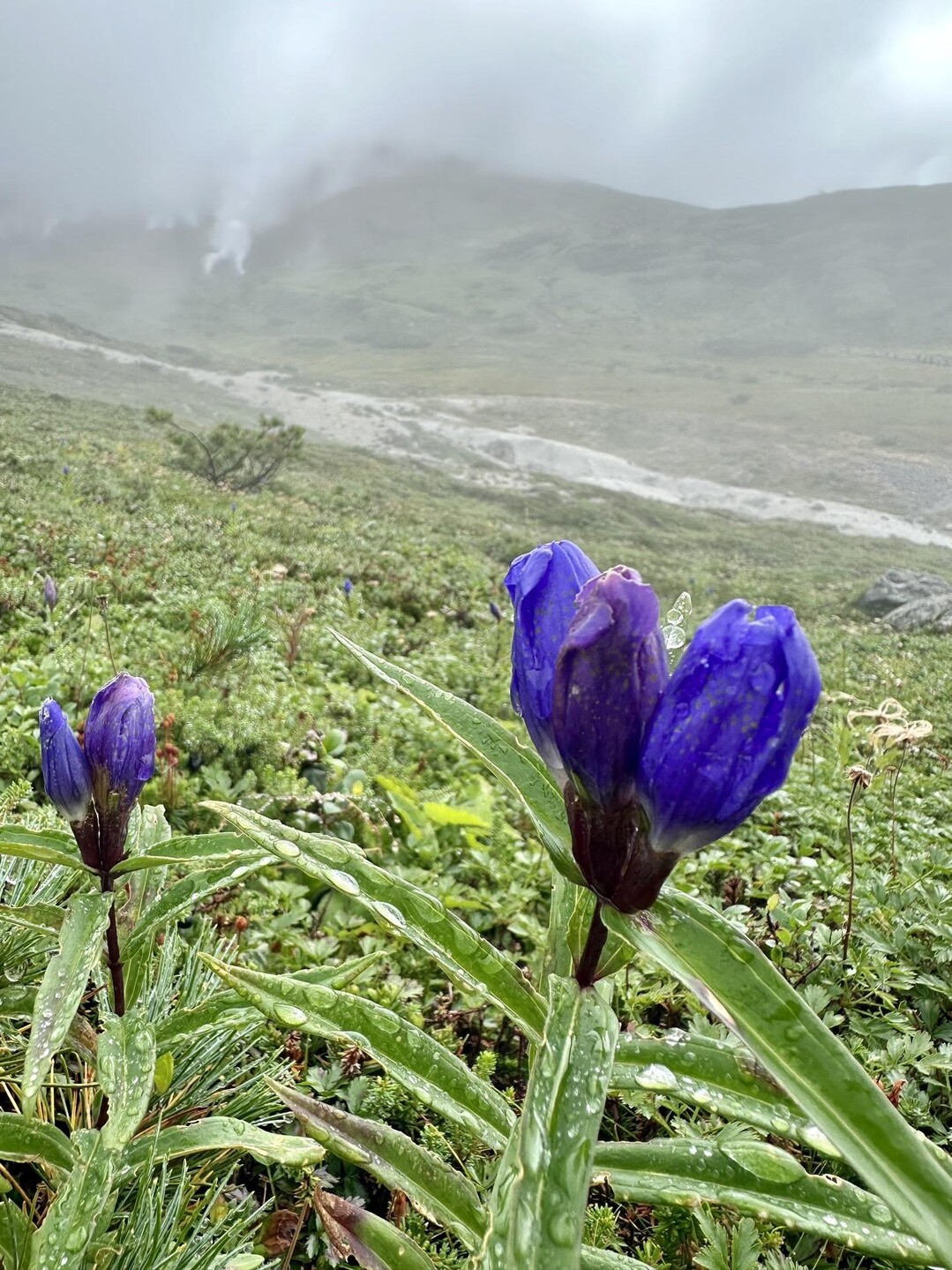 STS大雪旭岳 2024-08-18 / asobimanさんのウォーキングの活動データ | YAMAP / ヤマップ