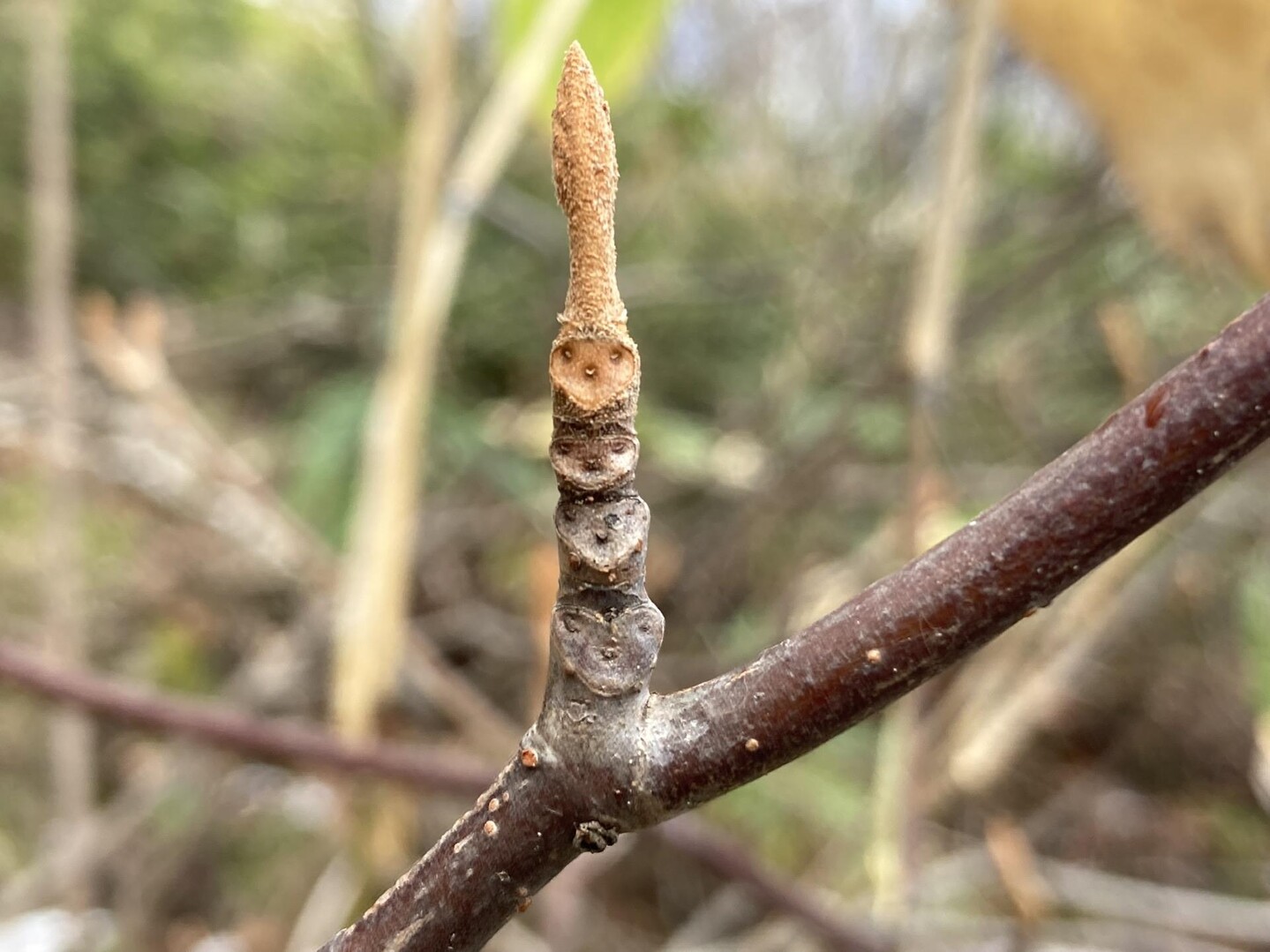 朝活藻岩山。。登れば、気分スッキリ😊 / 2525bbさんの藻岩山の活動データ | YAMAP / ヤマップ