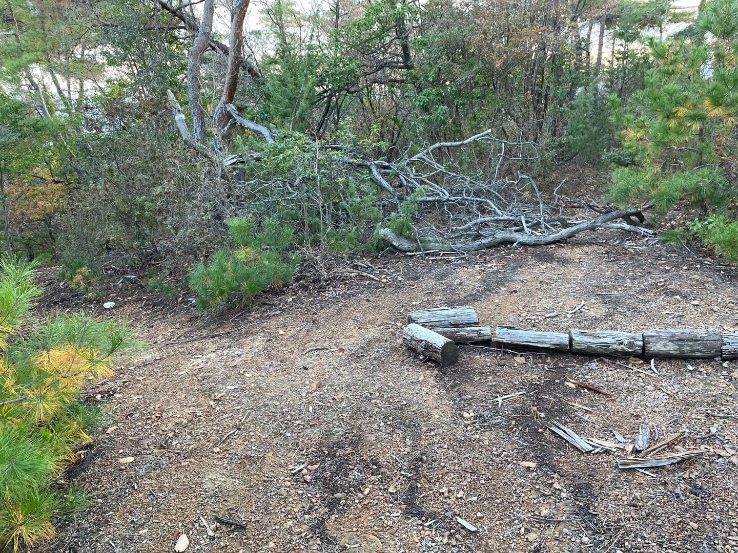 nekoさんの投稿したフィールドメモ | YAMAP / ヤマップ