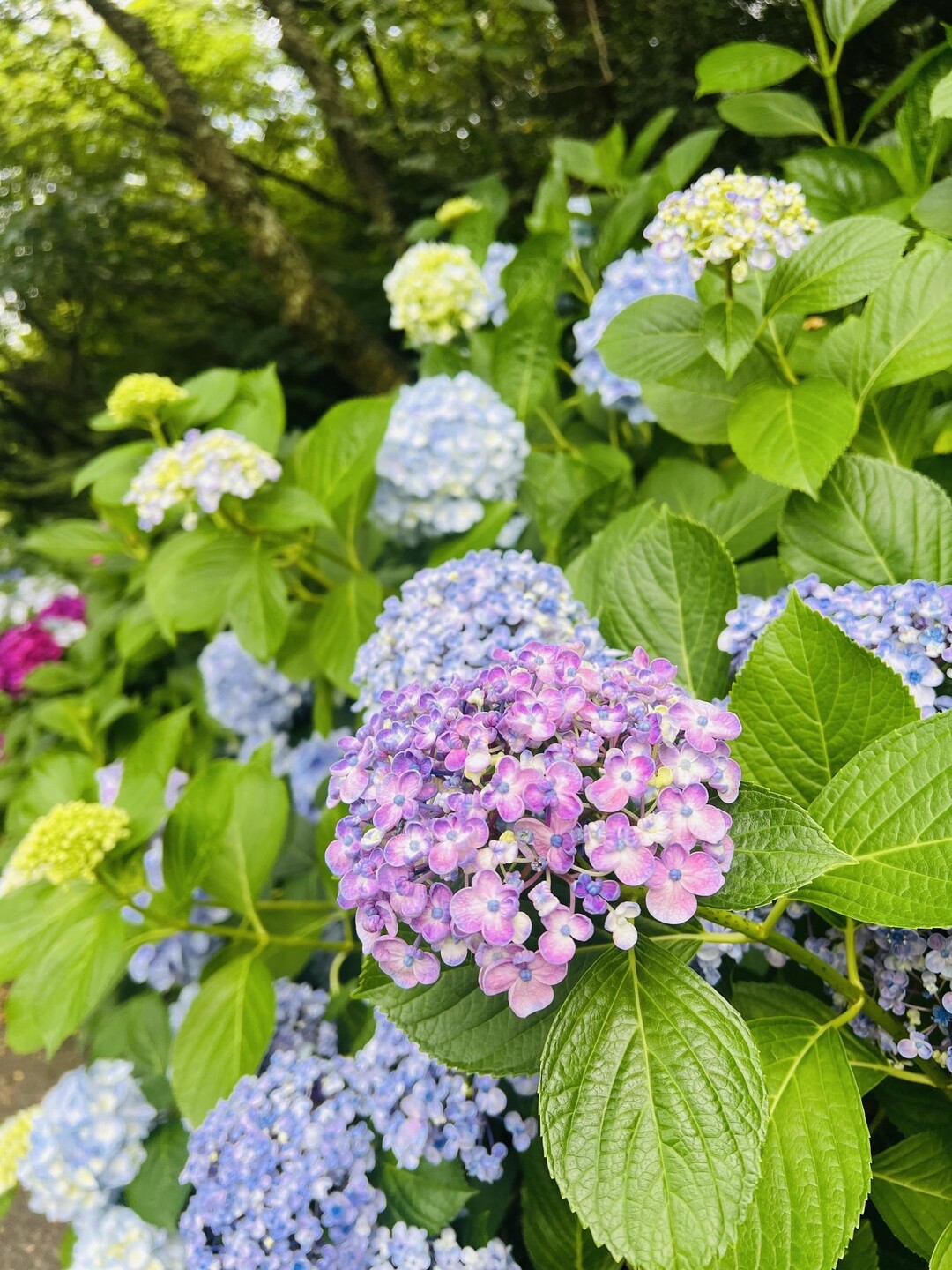 甲山 / Tkmさんの六甲山・長峰山・摩耶山の活動データ | YAMAP / ヤマップ