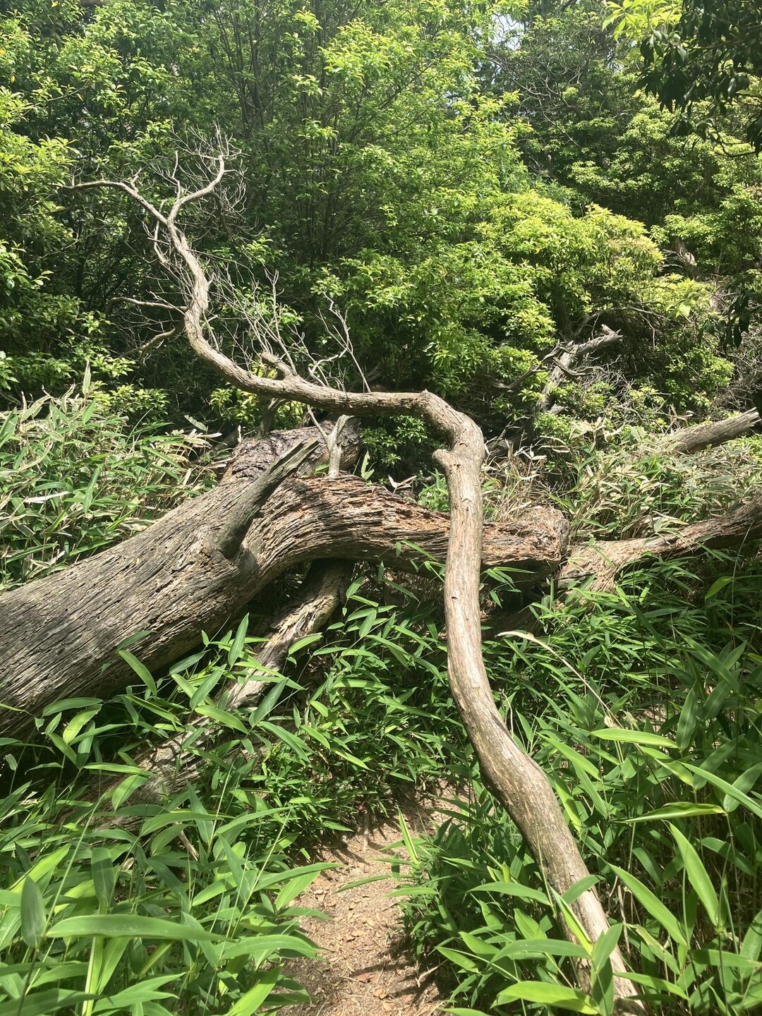 Tsuさんの投稿したフィールドメモ | YAMAP / ヤマップ