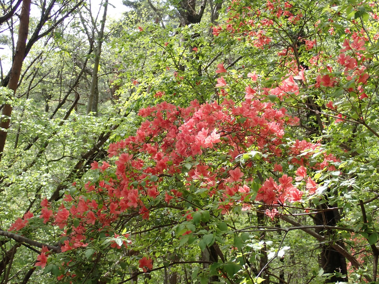 《山梨》百蔵山から扇山 / nazさんの百蔵山・扇山・権現山の活動データ | YAMAP / ヤマップ