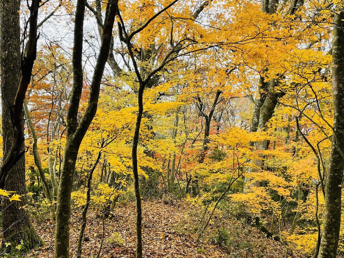 1MJでへろへろ(꒪−꒪ ) / しろべさんの文殊山の活動データ | YAMAP / ヤマップ