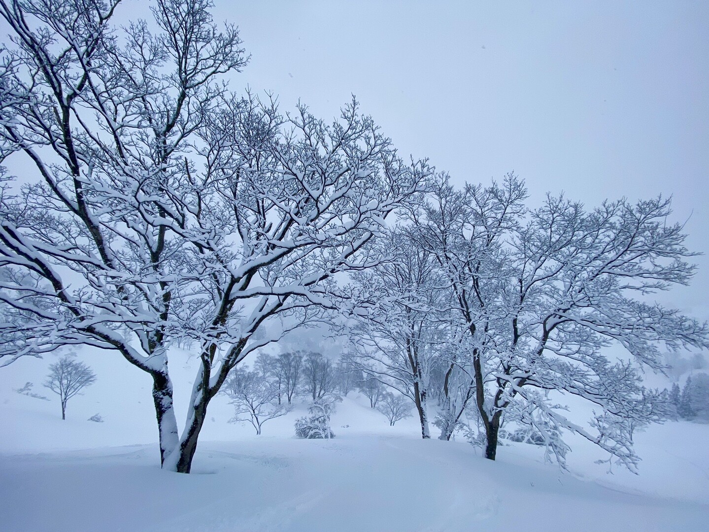 雪 ️のシャルマン火打スキー場🏂 / nataiさんのスノーボードの活動データ | YAMAP / ヤマップ