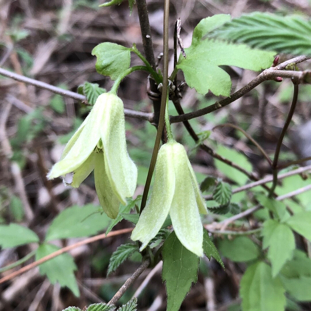 「霧山 春ウォーク」 / zaucatsさんの観音山の活動データ | YAMAP / ヤマップ