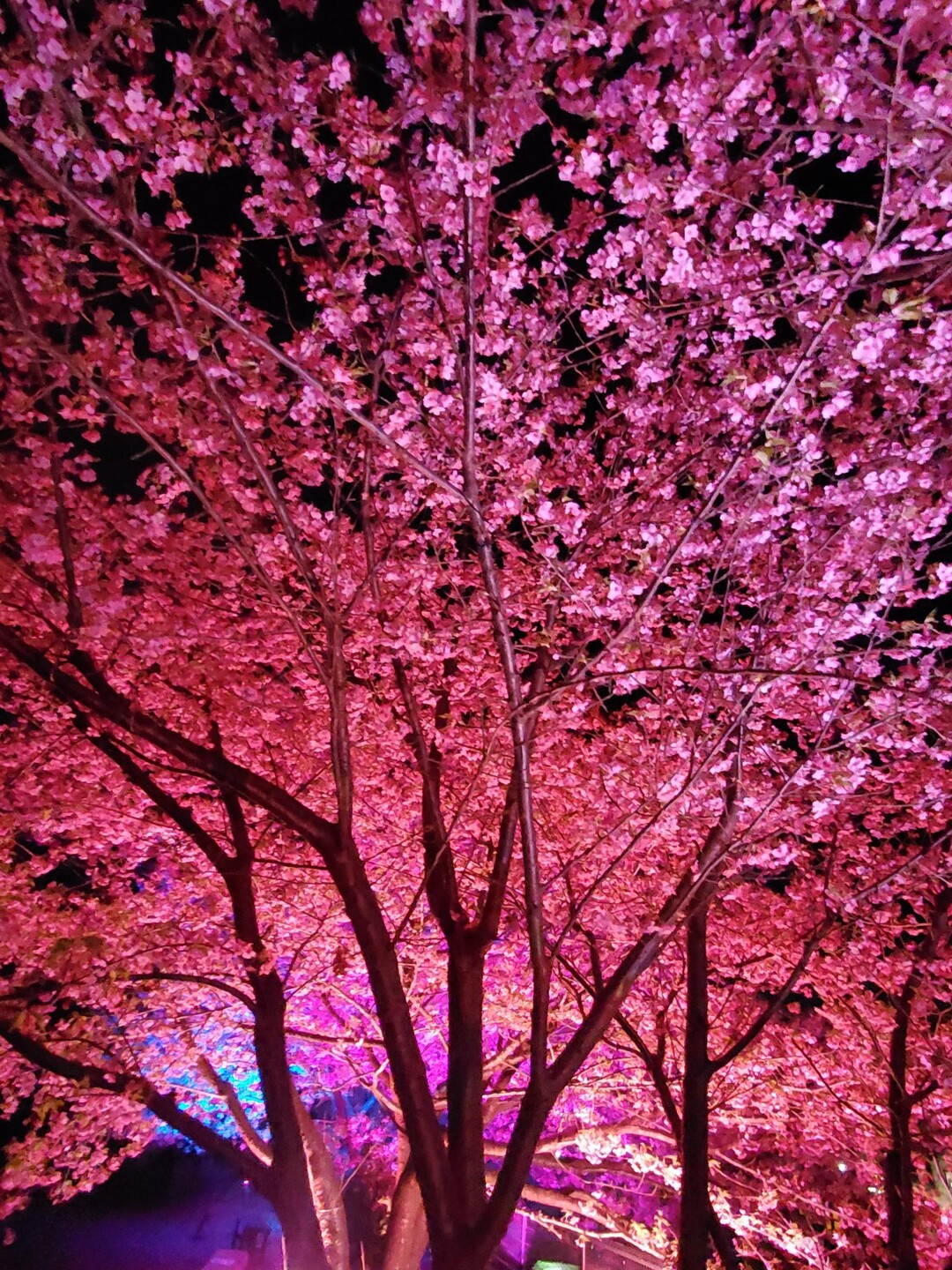 2024-02-26(Mon) 娘ちゃん... / 美樹さんのモーメント | YAMAP / ヤマップ