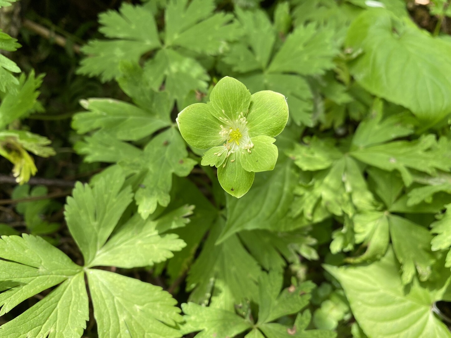 男助山 / sue sannさんの男助山・女助山の活動データ | YAMAP / ヤマップ
