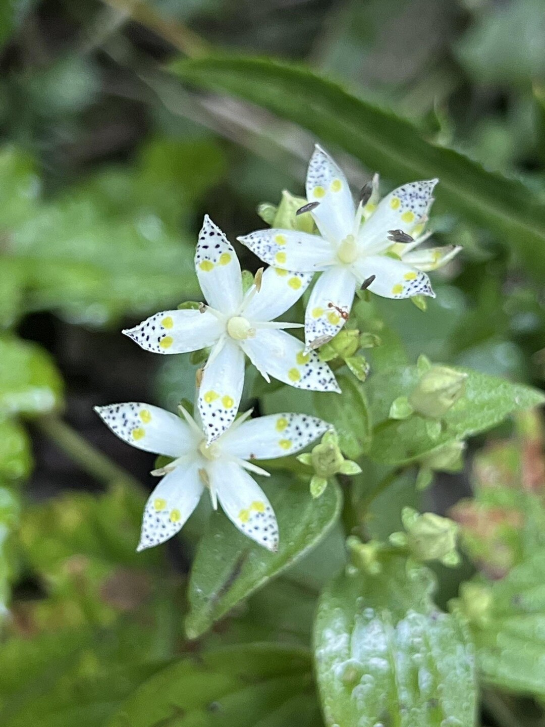 金剛山・寺谷 アケボノソウ / sinoさんさんの金剛山・二上山・大和葛城山の活動データ | YAMAP / ヤマップ