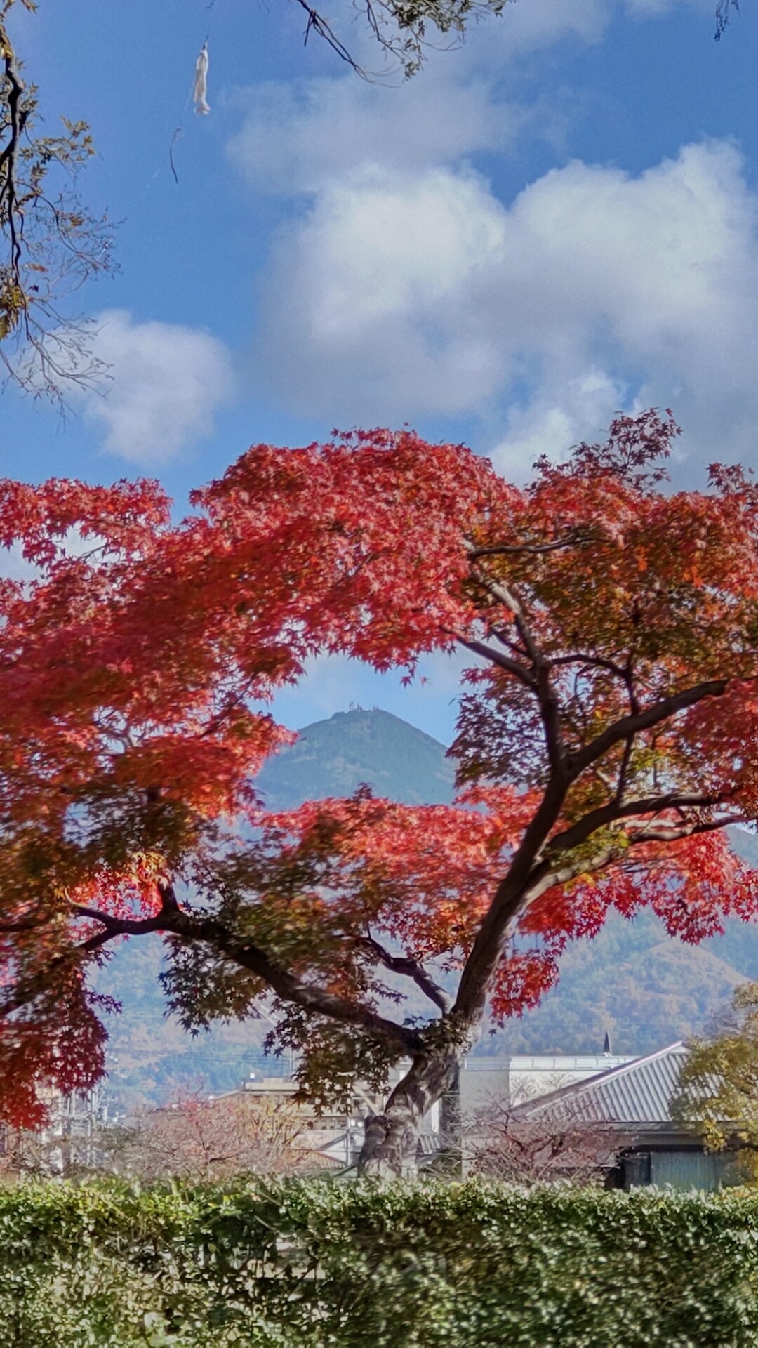 昨日より暖かいけど風は冷たい。 紫明通り... / kyoukoさんのモーメント | YAMAP / ヤマップ