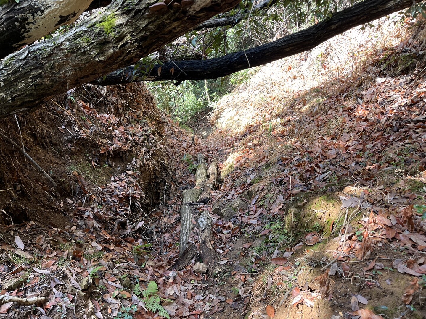 Moroさんの投稿したフィールドメモ | YAMAP / ヤマップ