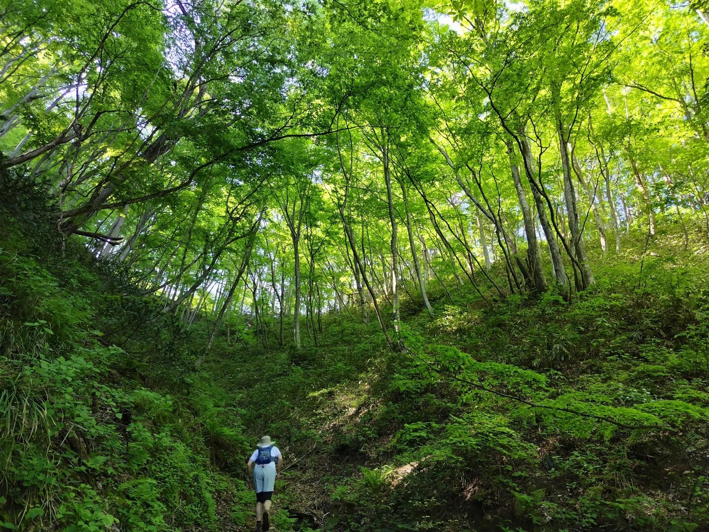 新緑の権現コースの大万木山からの〜毛無山 / mipotさんの大万木山・琴引山（弥山）・指谷山・鯛ノ巣山の活動データ | YAMAP / ヤマップ