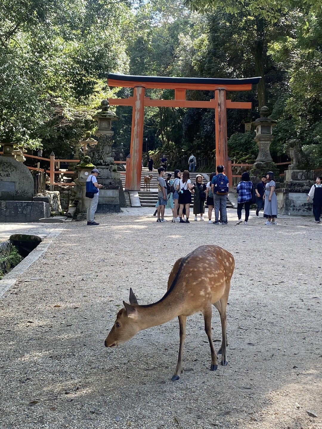 春日大社〜若草山〜春日大社原始林 / youmasaさんの若草山・芳山・高円山の活動データ | YAMAP / ヤマップ