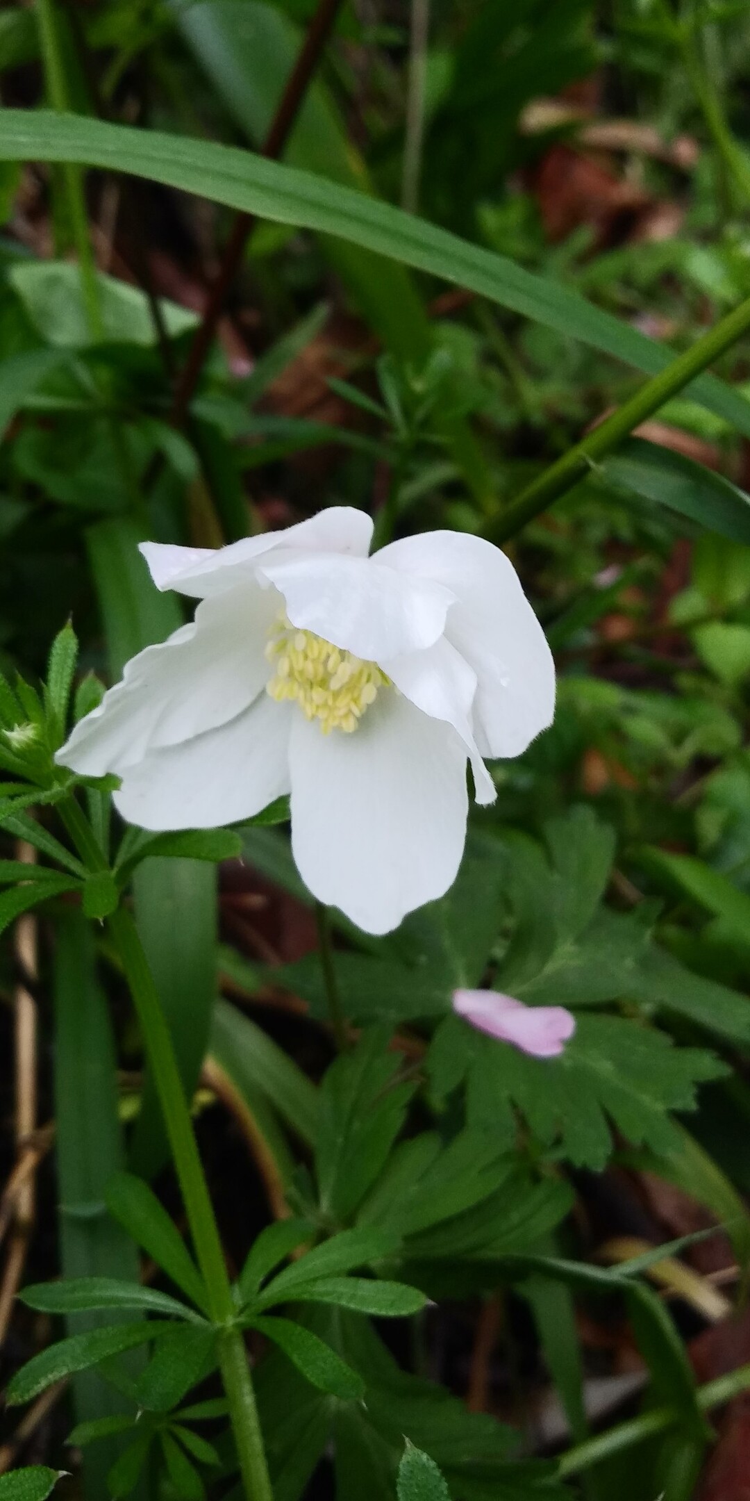 イワウチワに会いに三尾山へ おまけもいっぱい / naokorinさんの三尾山・黒頭峰・鋸山の活動データ | YAMAP / ヤマップ