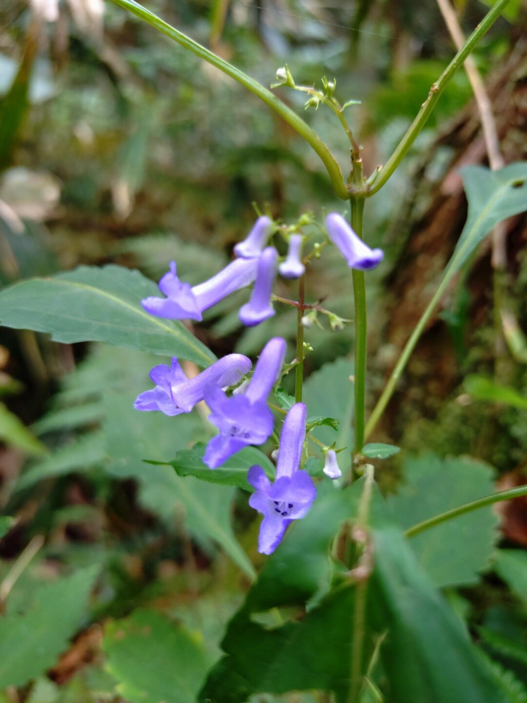 鞍掛山山歩 24-52 wt，5.2kg / toshiさんの鞍掛山・後山・三童子山の活動日記 | YAMAP / ヤマップ